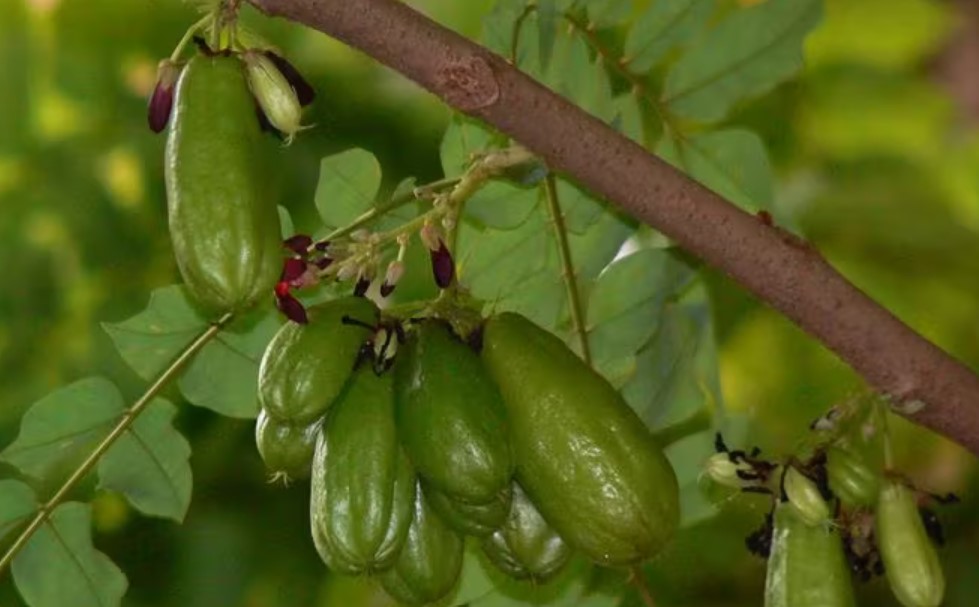 Manfaat Belimbing Wuluh bagi Kesehatan